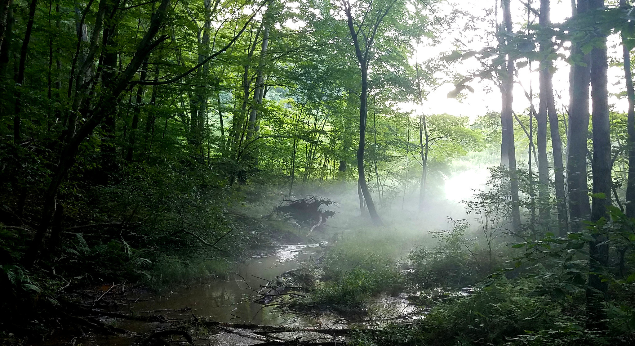 Friends of Hopewell Furnace NHS Big Woods